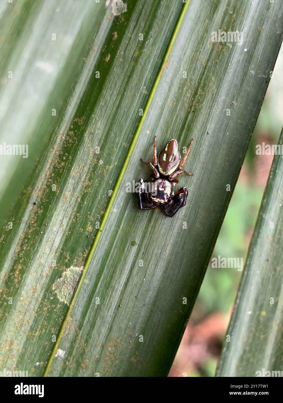 Fighting Spider (Thiania suboppressa) Arachnida Stock Photo - Alamy