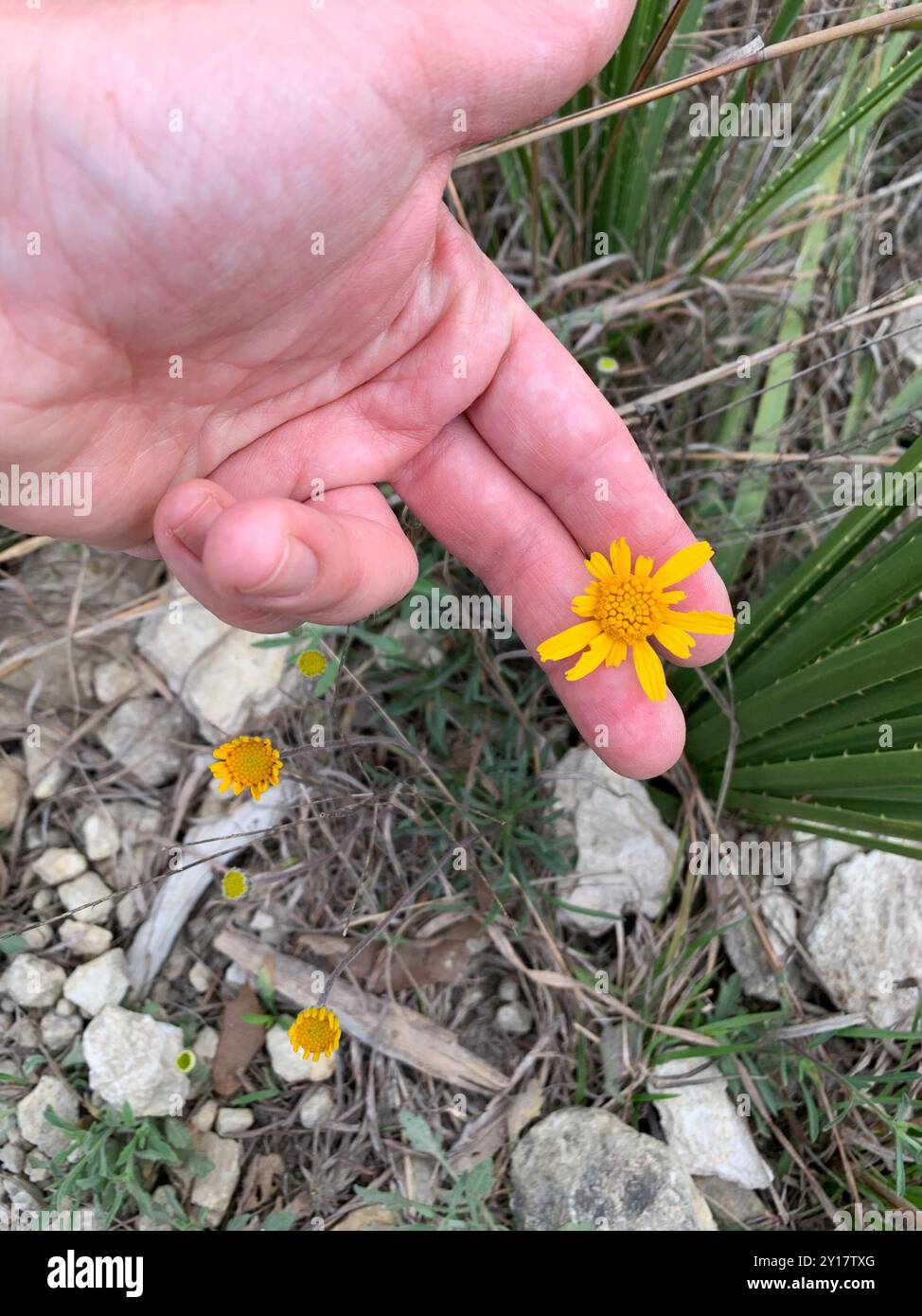 Stemmy Four-nerved Daisy (Tetraneuris scaposa) Plantae Stock Photo - Alamy