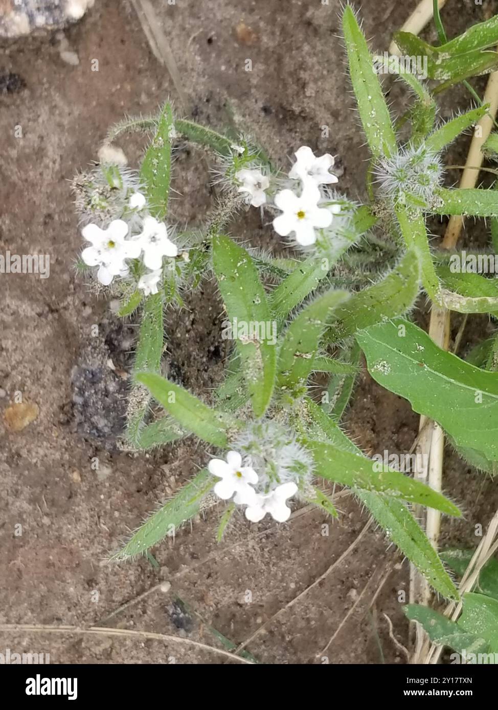 Clearwater cryptantha (Cryptantha intermedia) Plantae Stock Photo - Alamy