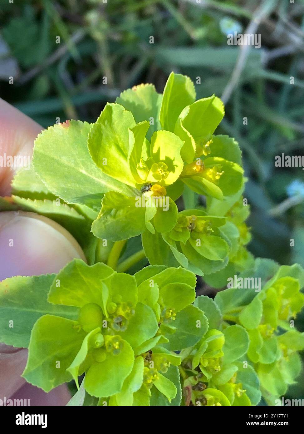 Sun spurge (Euphorbia helioscopia) Plantae Stock Photo - Alamy