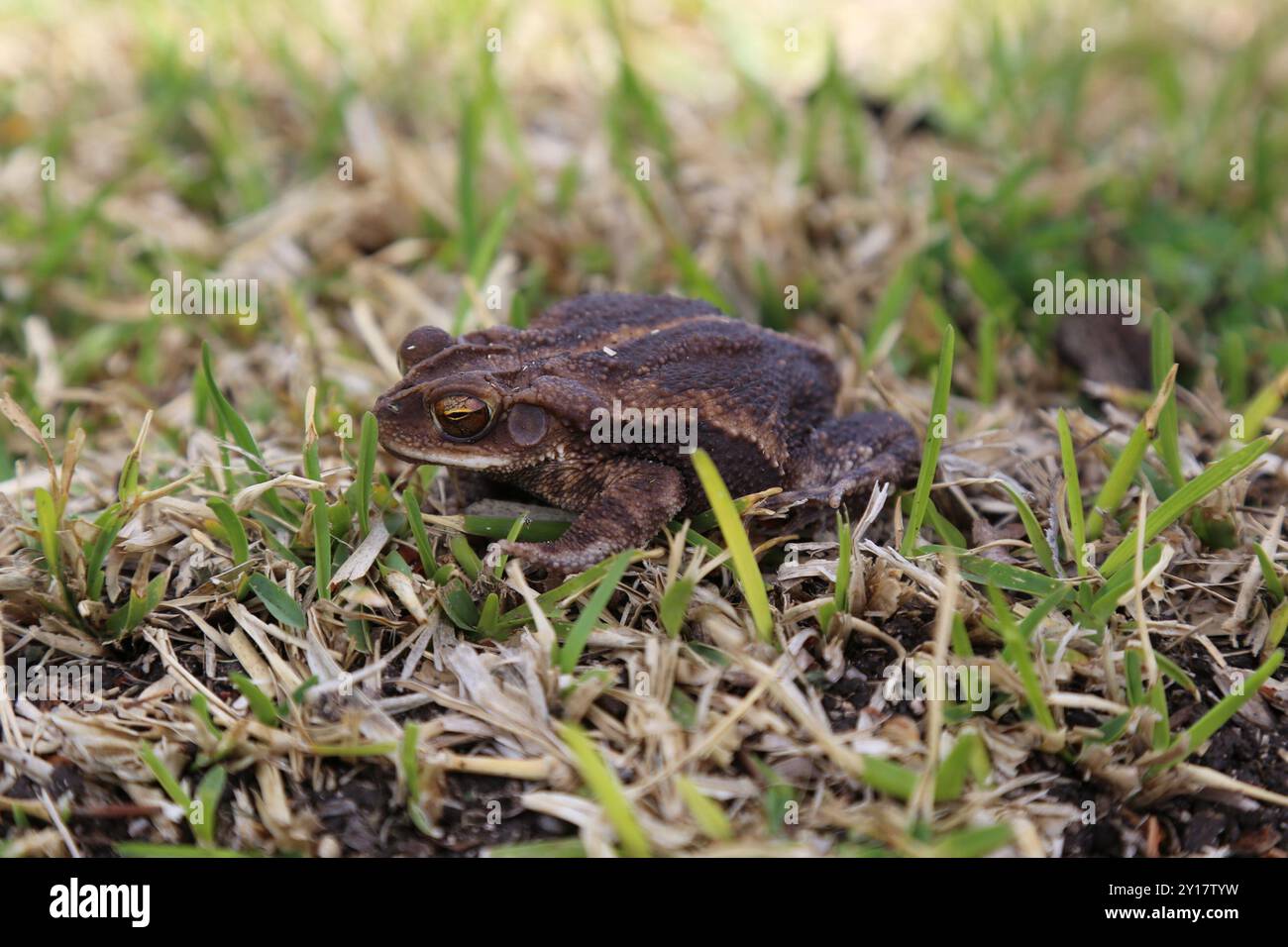 Gulf Coast Toad (Incilius nebulifer) Amphibia Stock Photo - Alamy