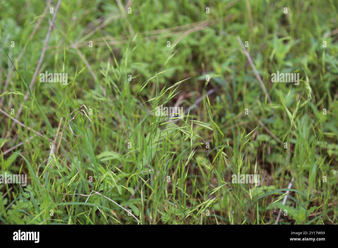 Japanese brome (Bromus japonicus) Plantae Stock Photo - Alamy