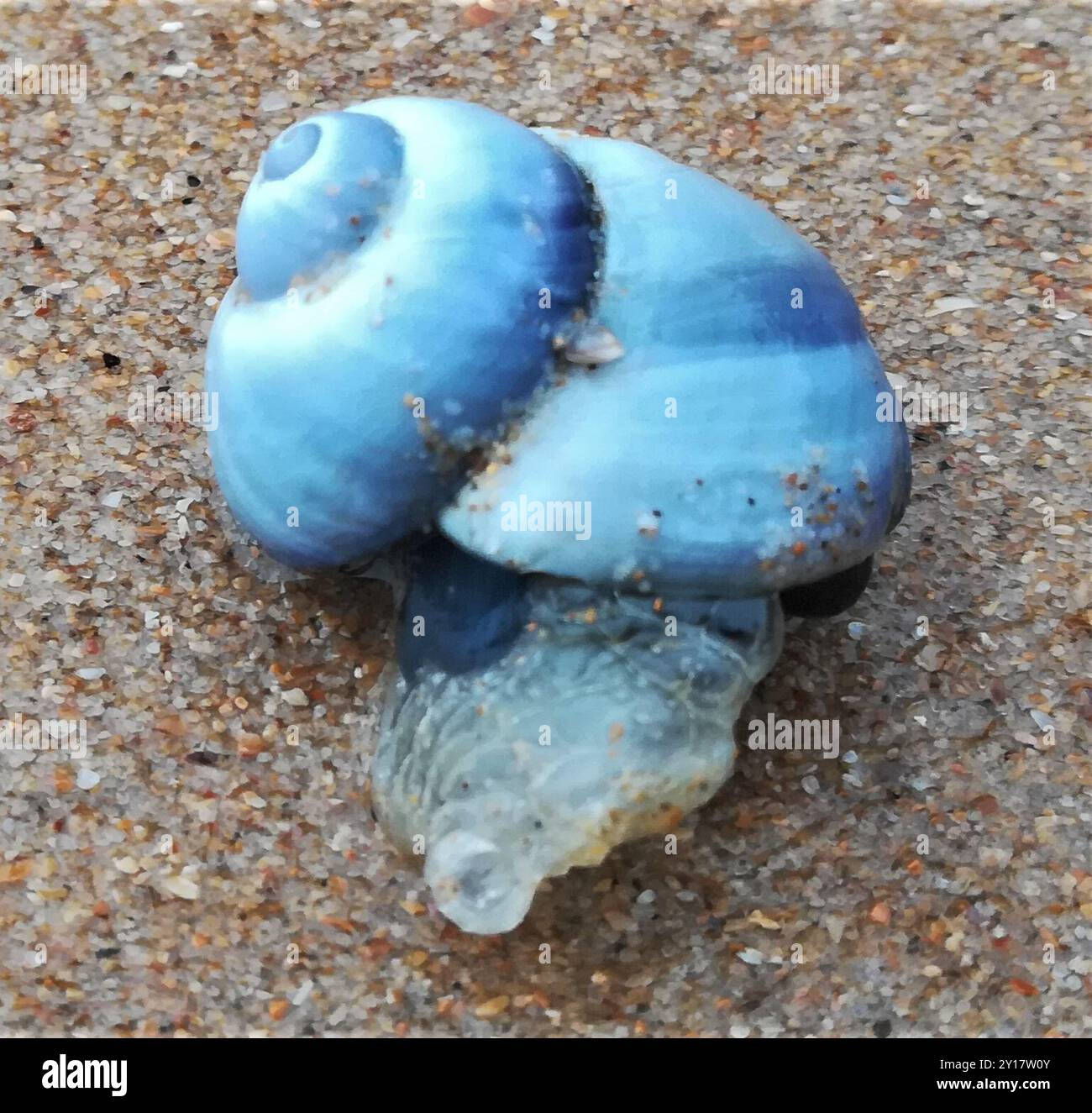 Violet Sea Snail (Janthina janthina) Mollusca Stock Photo - Alamy