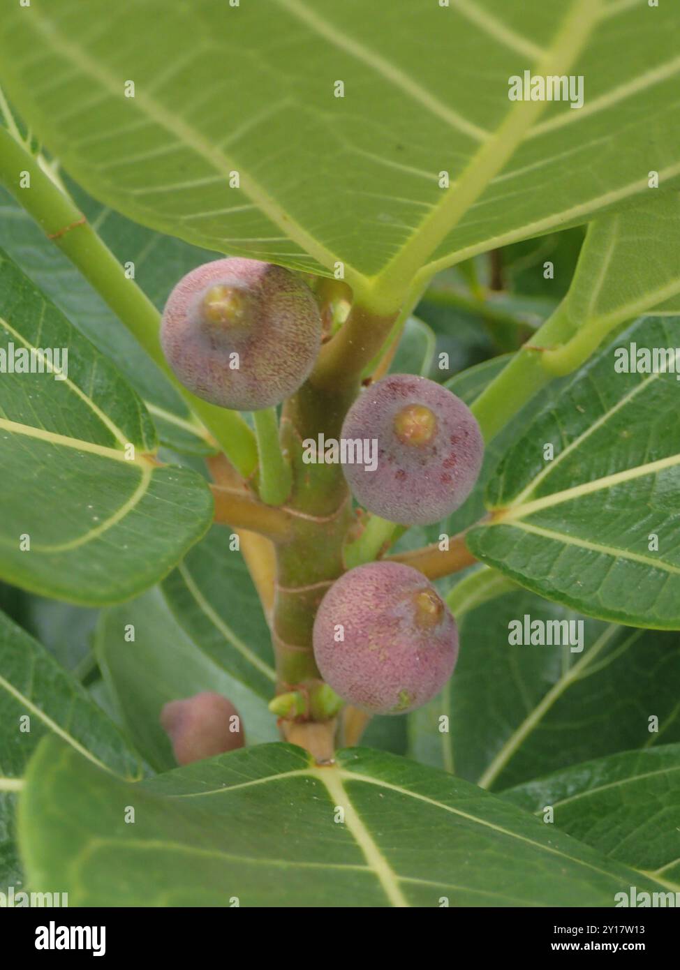 (Ficus pedunculosa mearnsii) Plantae Stock Photo - Alamy