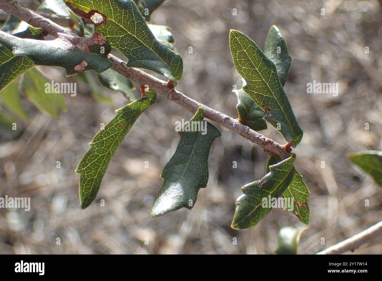 sand live oak (Quercus geminata) Plantae Stock Photo - Alamy
