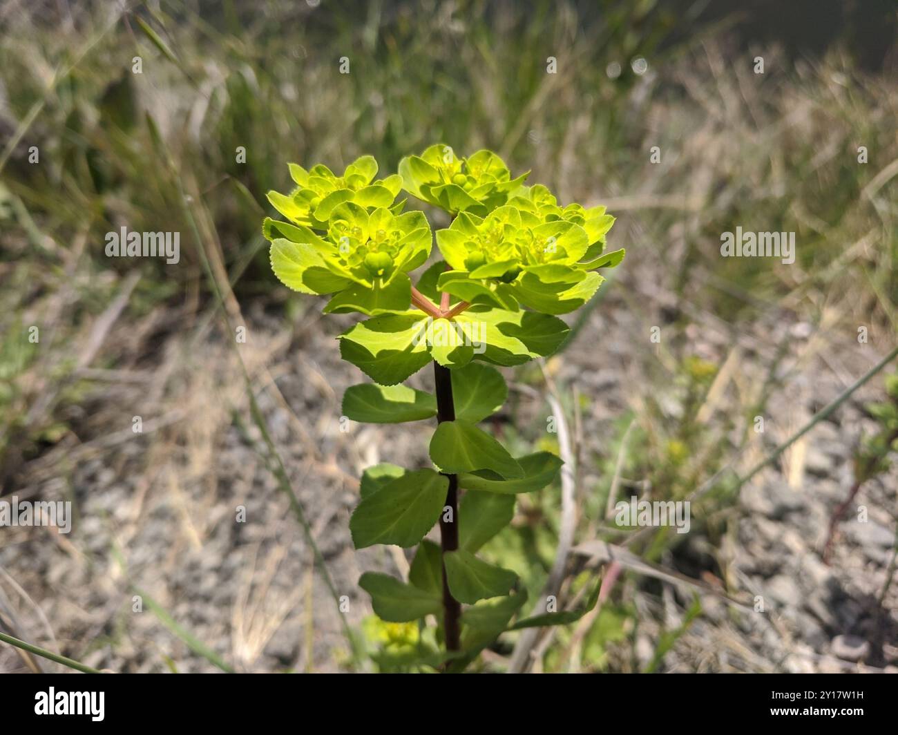 Sun spurge (Euphorbia helioscopia) Plantae Stock Photo - Alamy