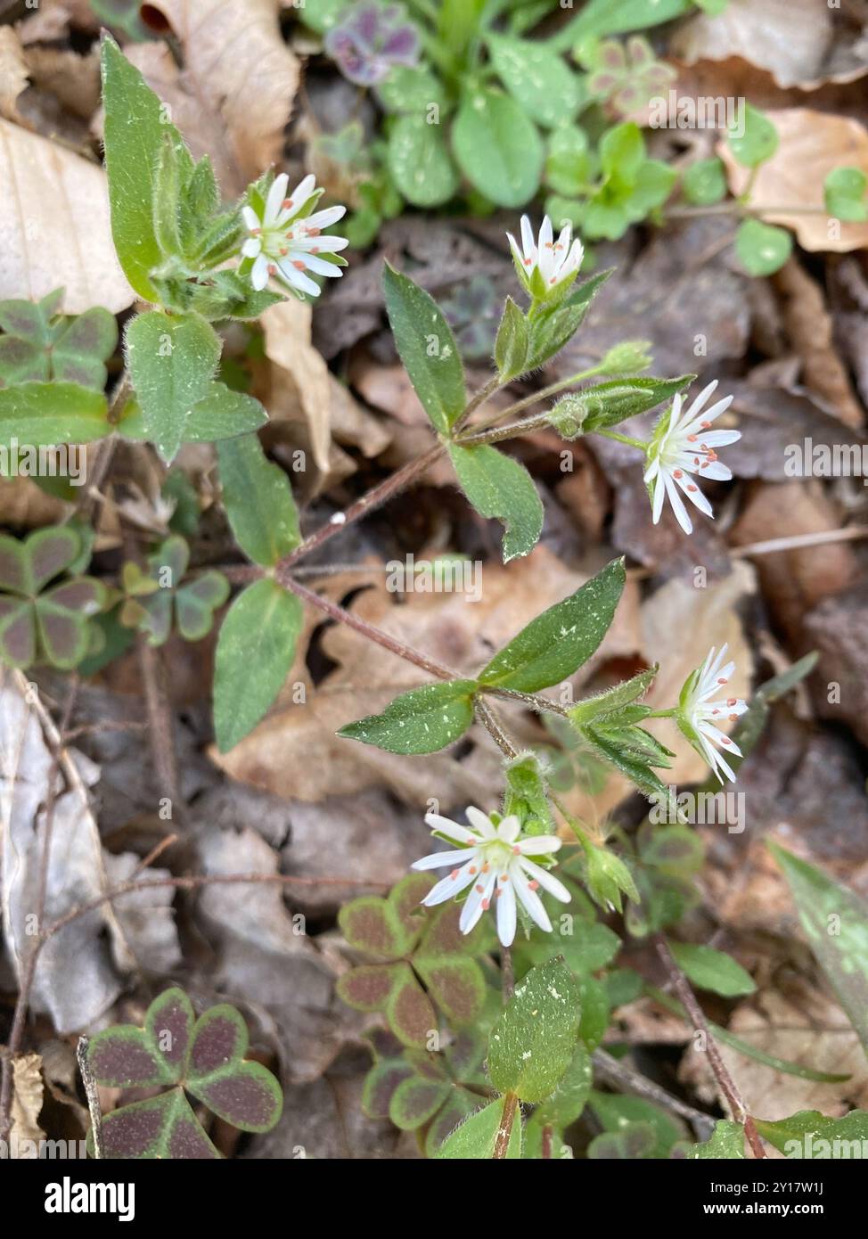 star chickweed (Stellaria pubera) Plantae Stock Photo - Alamy