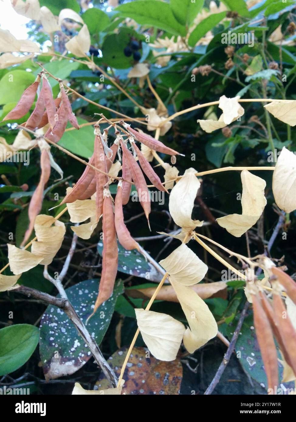 Leafy Pea (Lathyrus polyphyllus) Plantae Stock Photo - Alamy