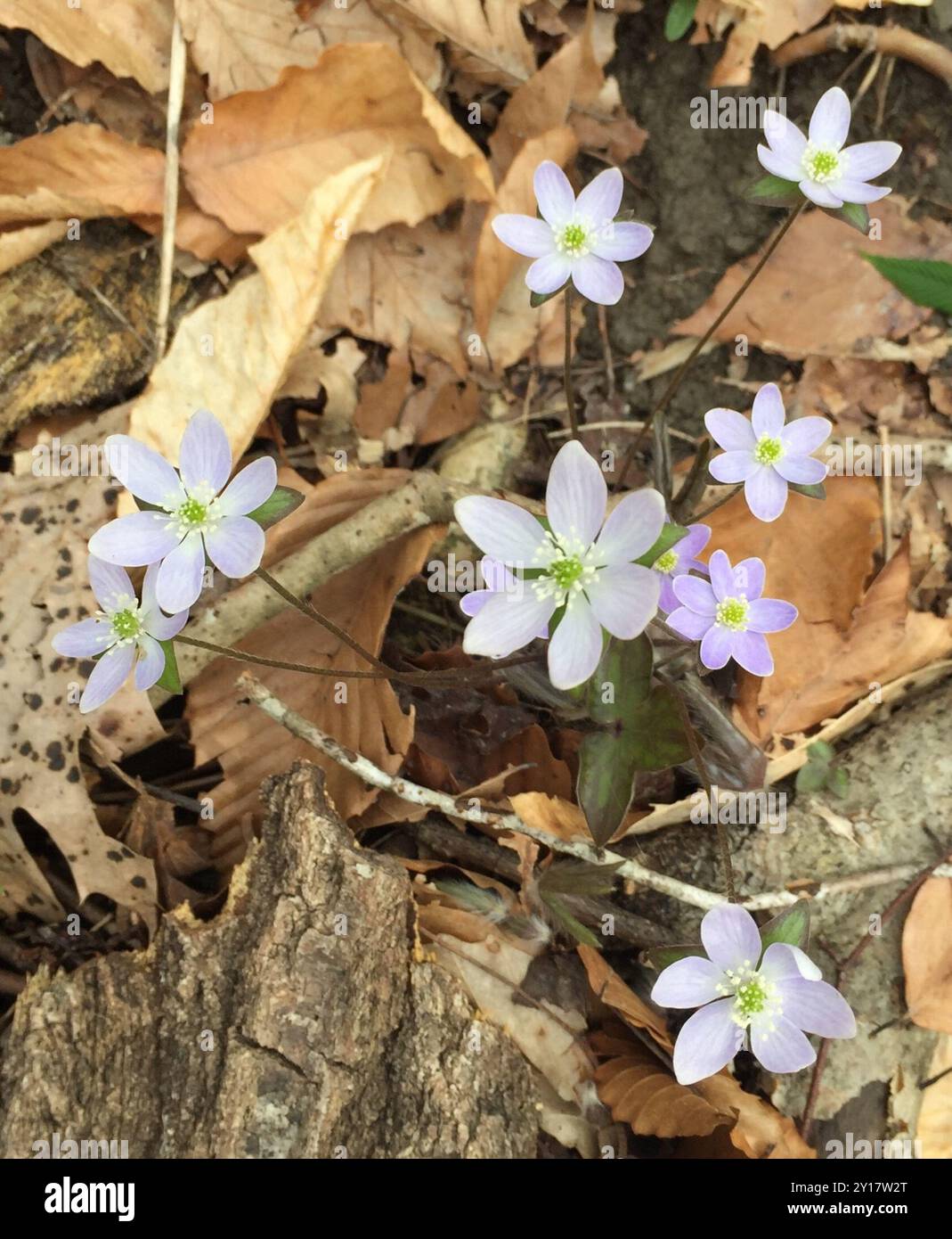 sharp-lobed hepatica (Hepatica acutiloba) Plantae Stock Photo - Alamy