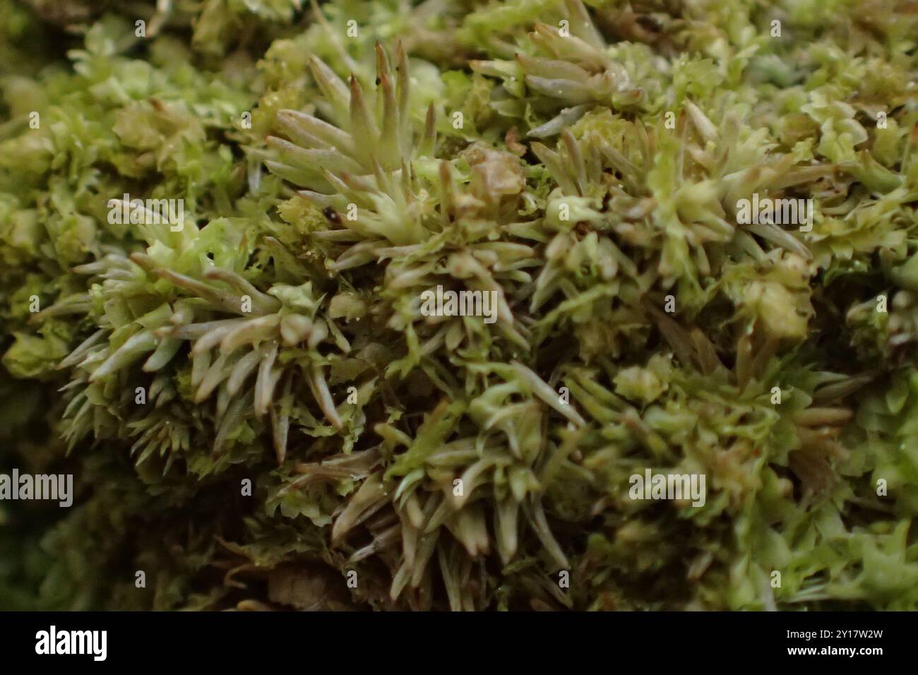 Pincushion Moss (Leucobryum glaucum) Plantae Stock Photo - Alamy