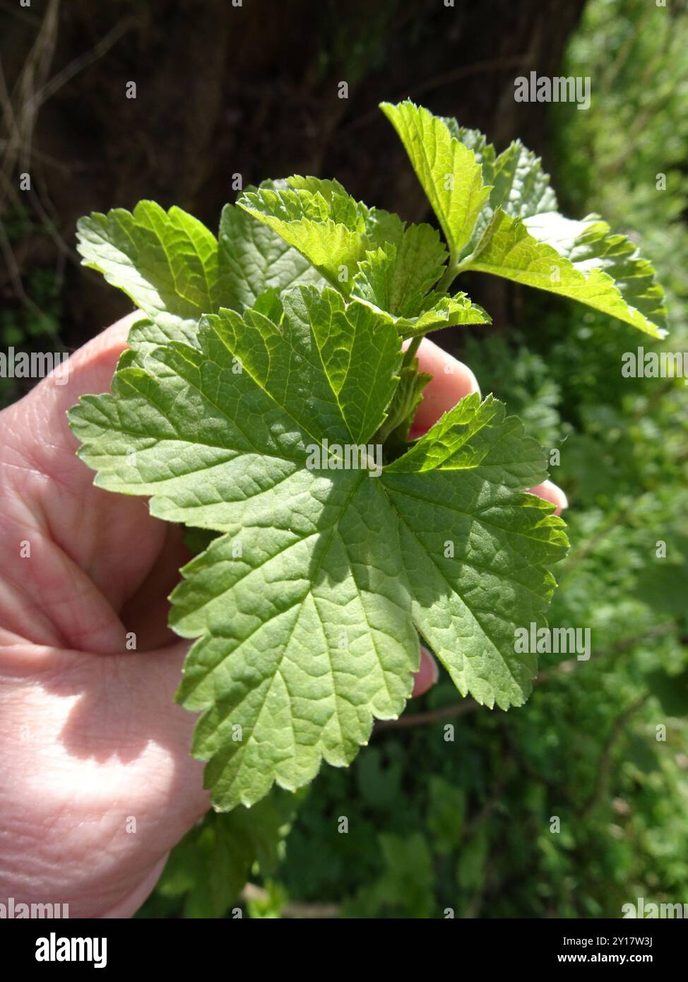 Red Currant (Ribes rubrum) Plantae Stock Photo - Alamy