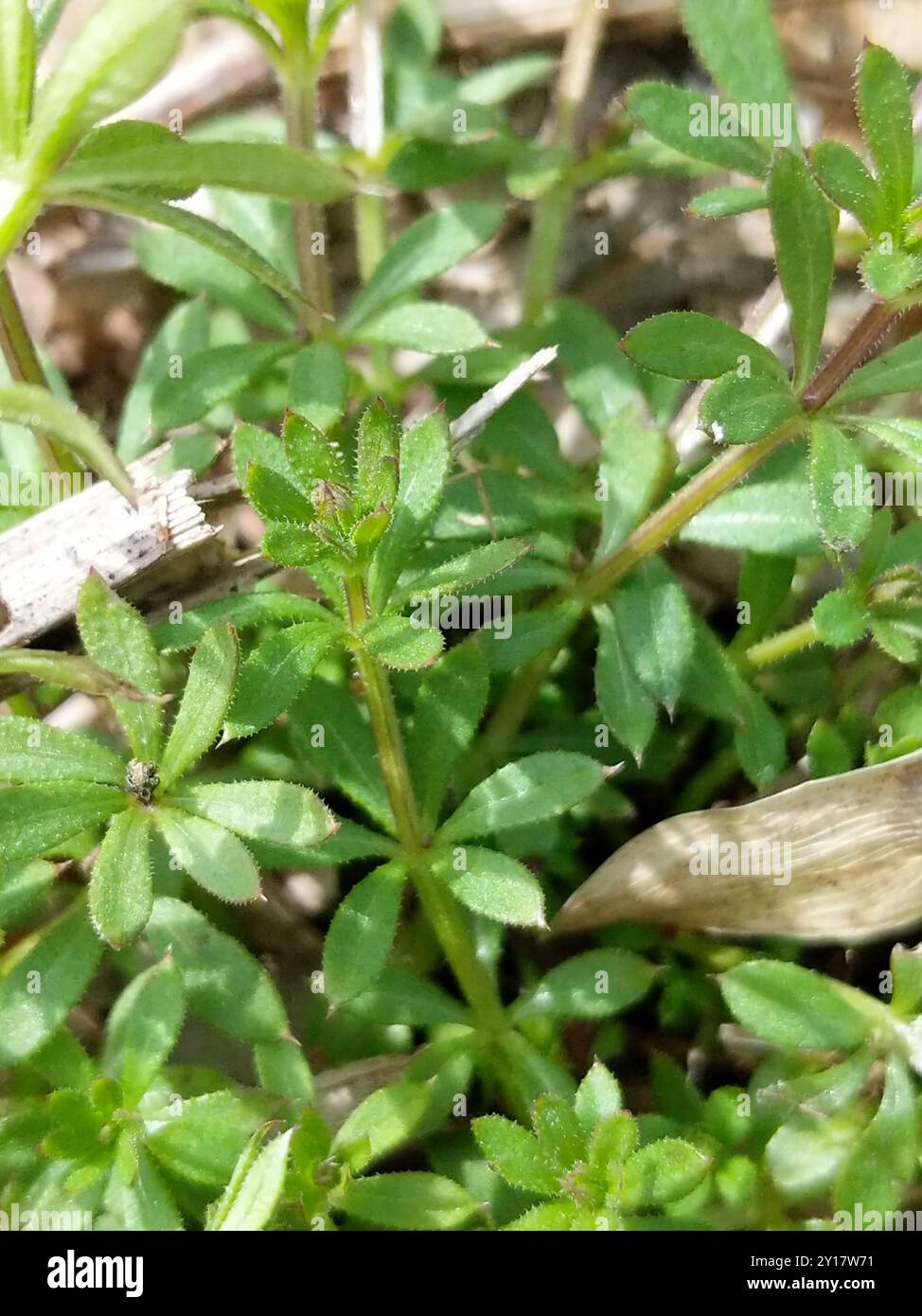 catchweed bedstraw (Galium aparine) Plantae Stock Photo - Alamy