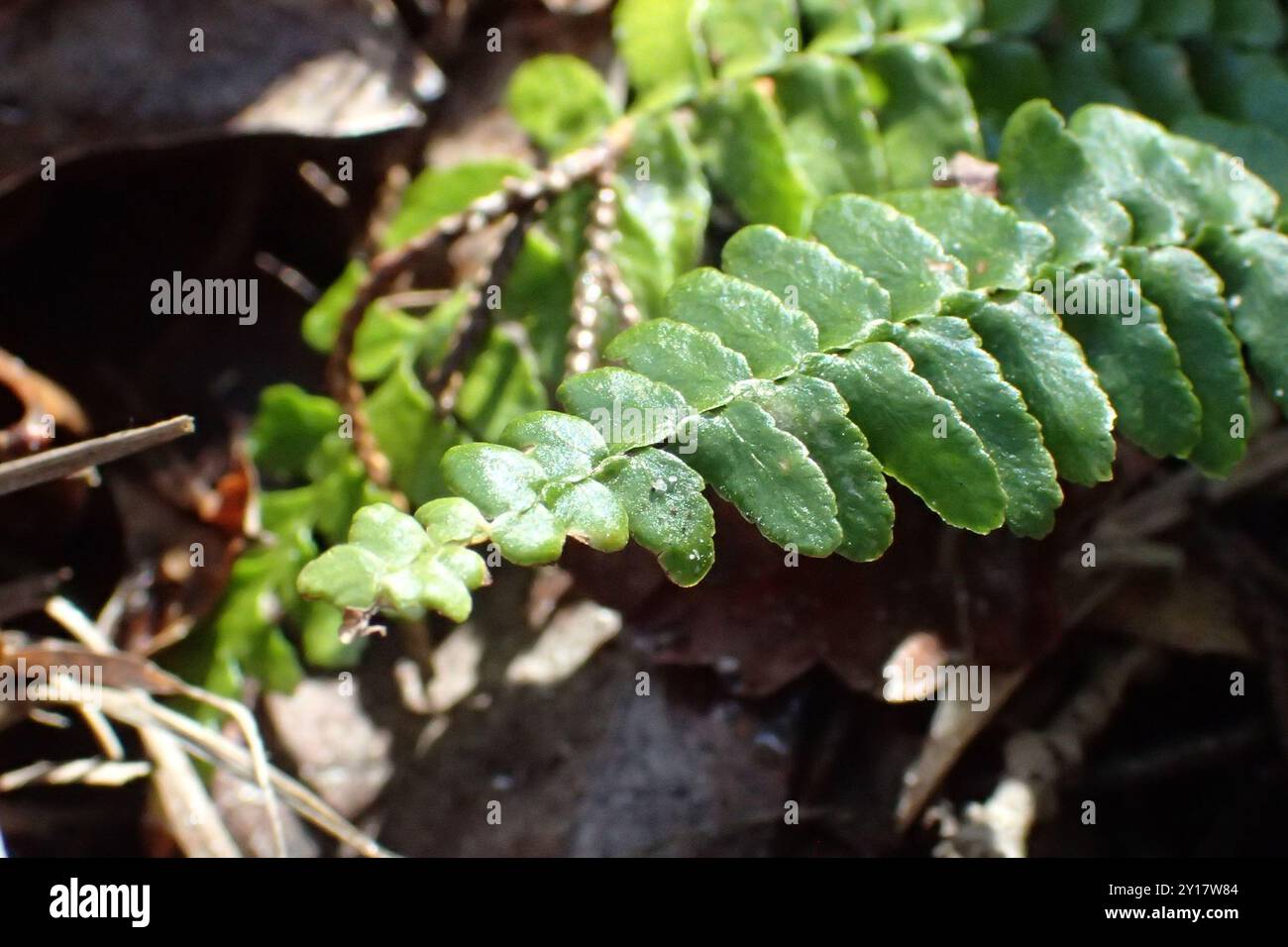 ebony spleenwort (Asplenium platyneuron) Plantae Stock Photo - Alamy