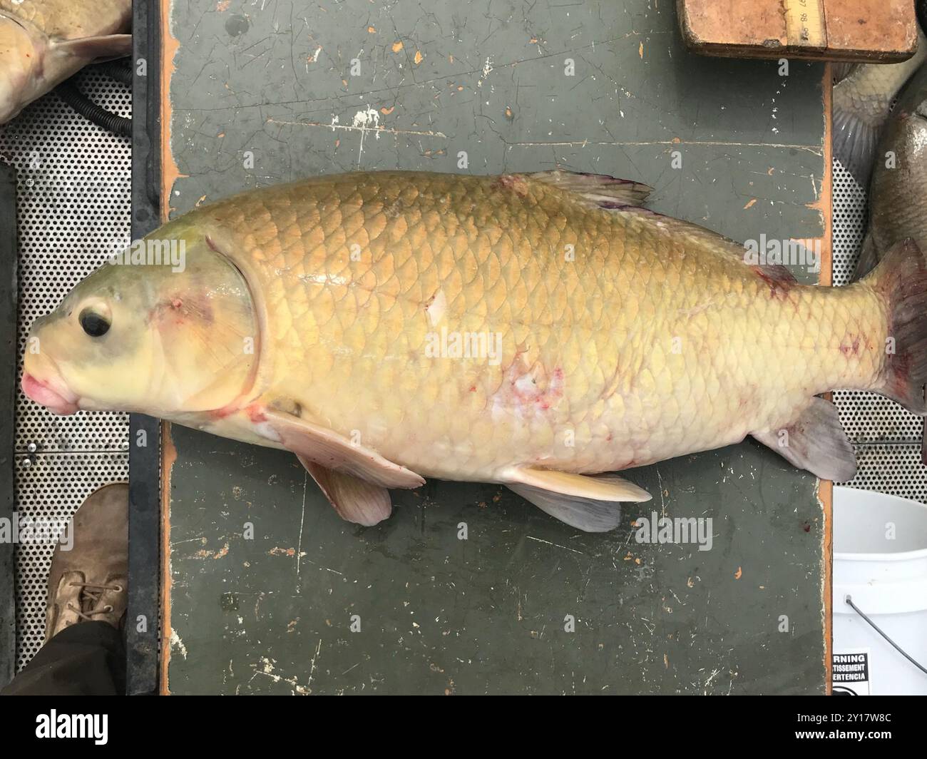 Smallmouth Buffalo (Ictiobus bubalus) Actinopterygii Stock Photo - Alamy
