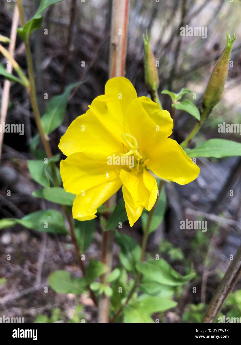 tall evening primrose (Oenothera elata) Plantae Stock Photo - Alamy