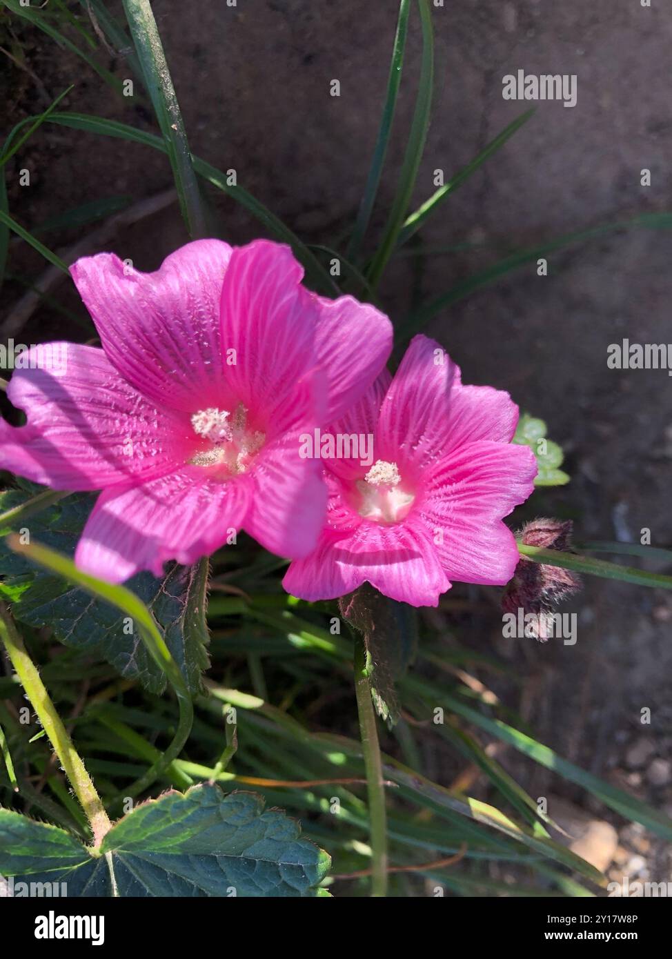 checkerbloom (Sidalcea malviflora) Plantae Stock Photo - Alamy