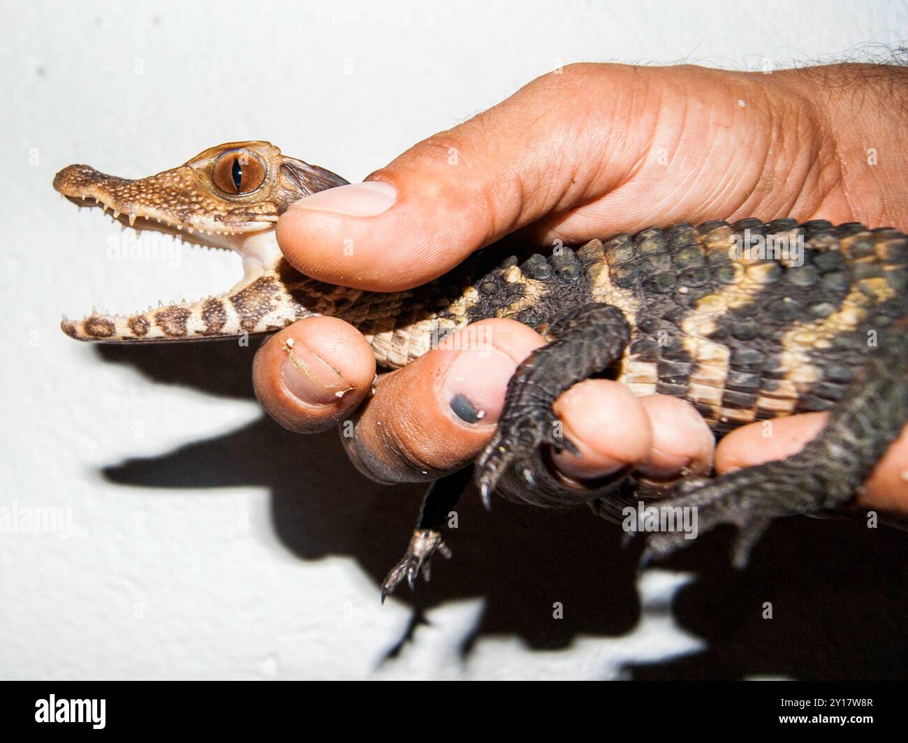 Cuvier's Dwarf Caiman (Paleosuchus palpebrosus) Reptilia Stock Photo ...