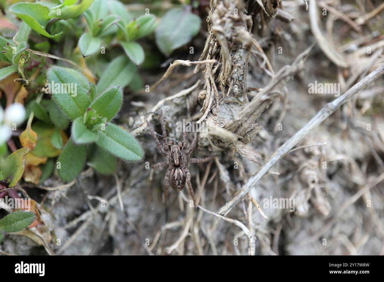 Fox Spiders (Alopecosa) Arachnida Stock Photo - Alamy