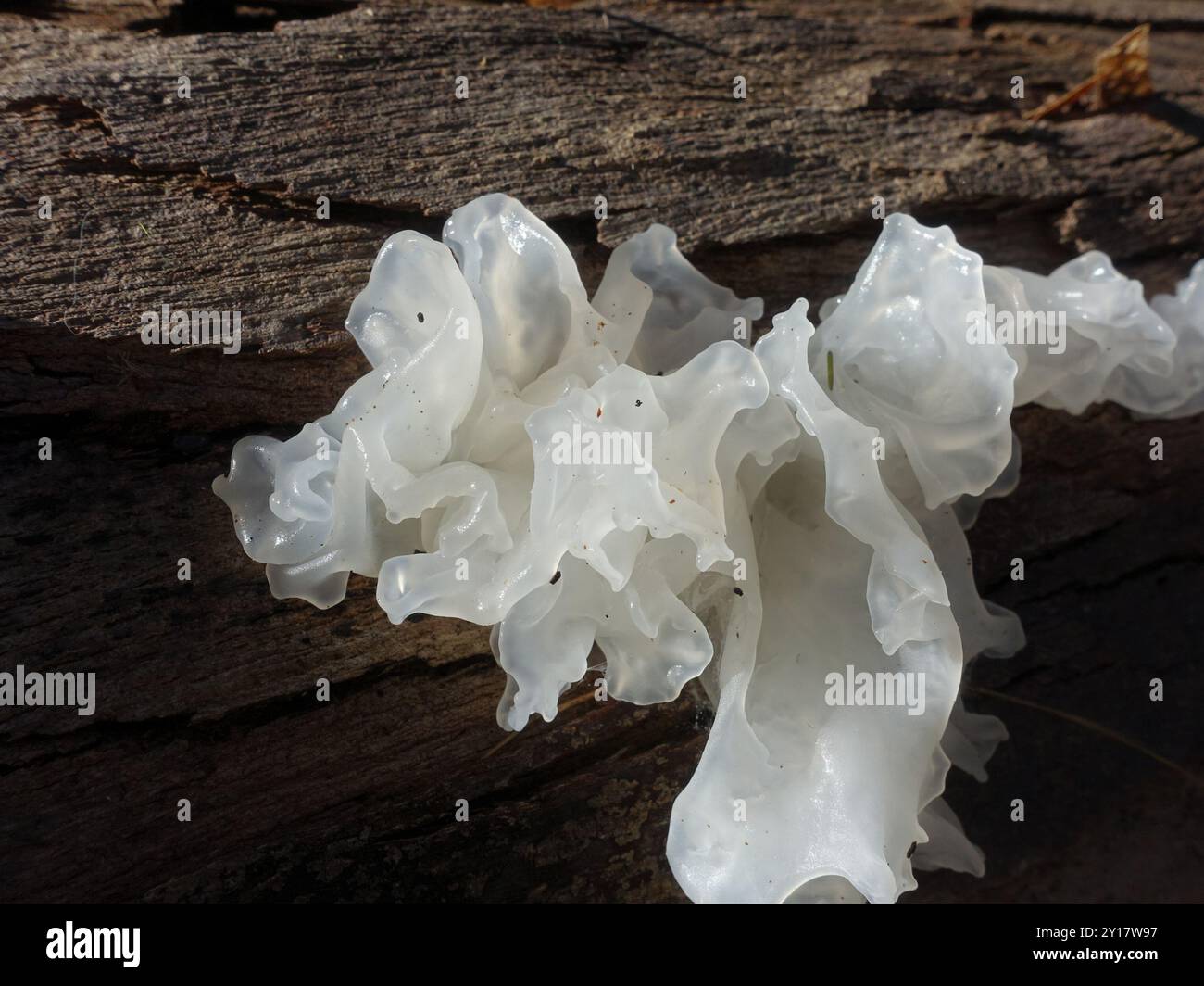 snow fungus (Tremella fuciformis) Fungi Stock Photo - Alamy