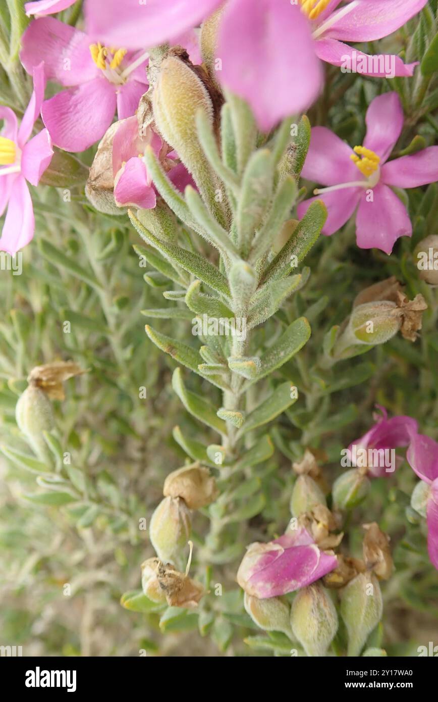 Sea Rose (Orphium frutescens) Plantae Stock Photo - Alamy