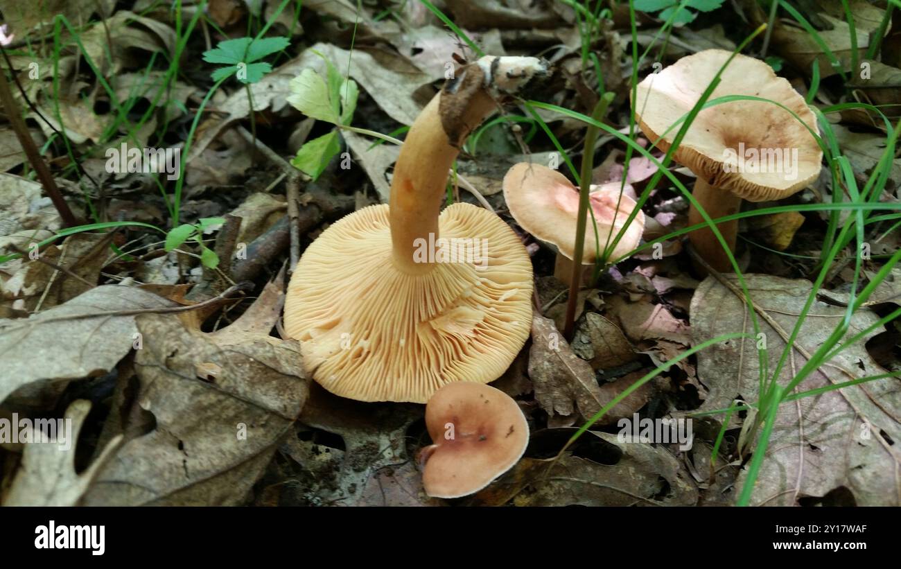 Common Milkcaps (Lactarius) Fungi Stock Photo - Alamy
