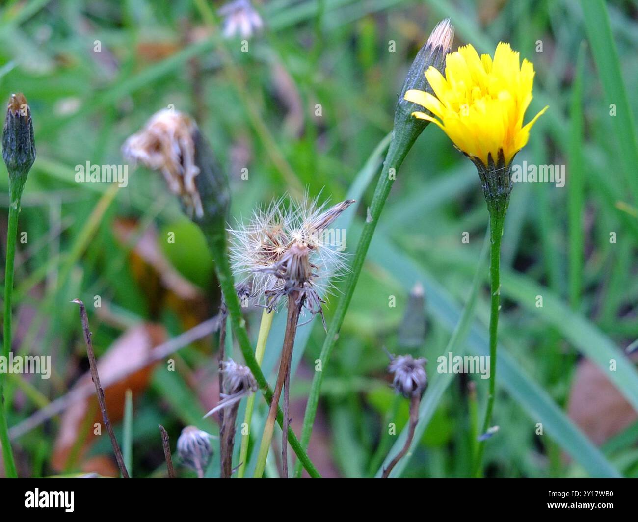 Autumn Hawkbit (Scorzoneroides autumnalis) Plantae Stock Photo - Alamy