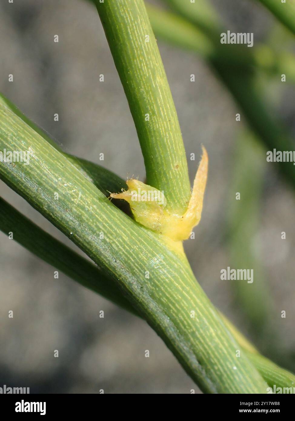 laurel dodder (Cassytha filiformis) Plantae Stock Photo - Alamy