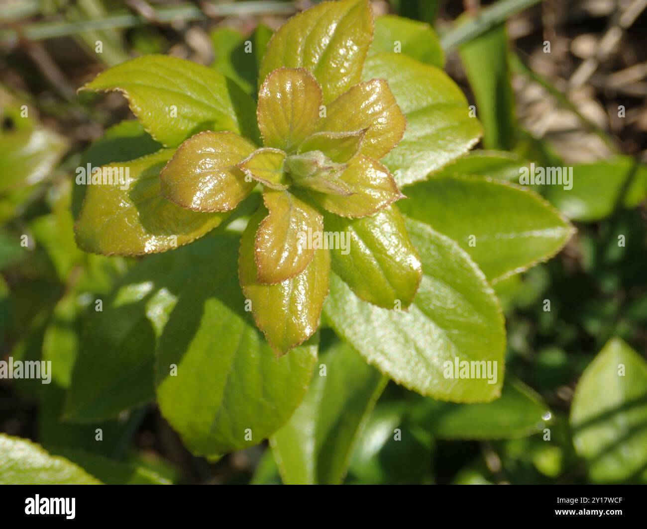 sapphire-berry (Symplocos paniculata) Plantae Stock Photo - Alamy