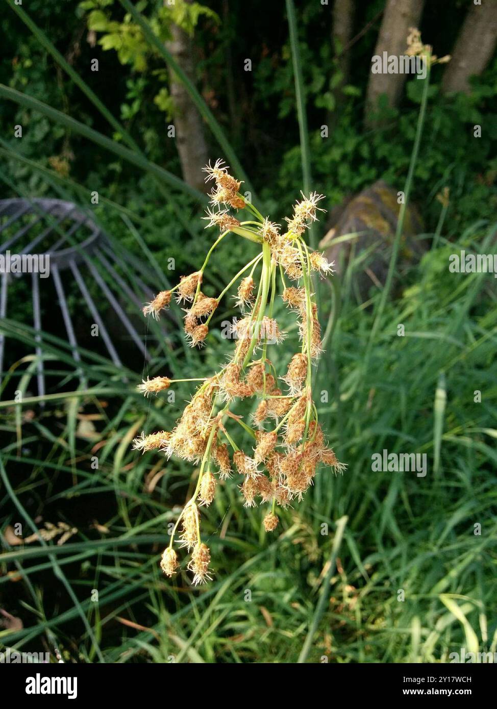 soft-stemmed bulrush (Schoenoplectus tabernaemontani) Plantae Stock ...