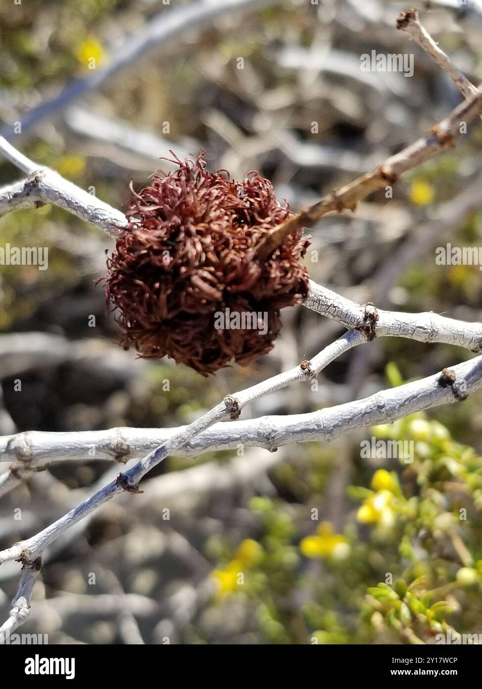 Large Creosote Gall Midge (Asphondylia auripila) Insecta Stock Photo ...