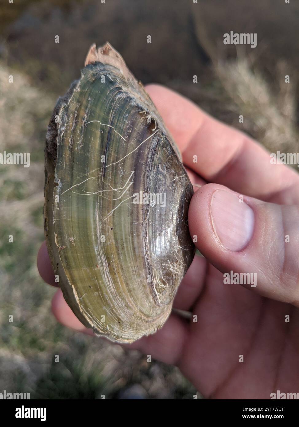 Floater Mussels (Pyganodon) Mollusca Stock Photo - Alamy