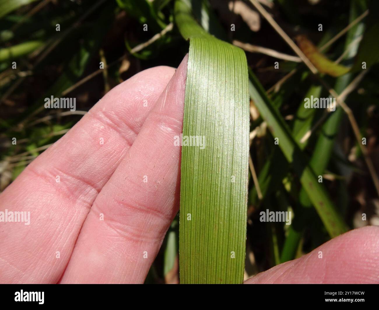 Great Woodrush (Luzula sylvatica) Plantae Stock Photo - Alamy