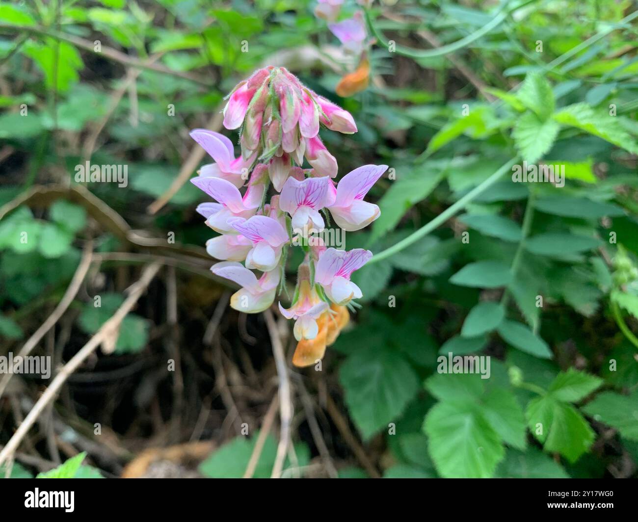 Pacific pea (Lathyrus vestitus) Plantae Stock Photo - Alamy