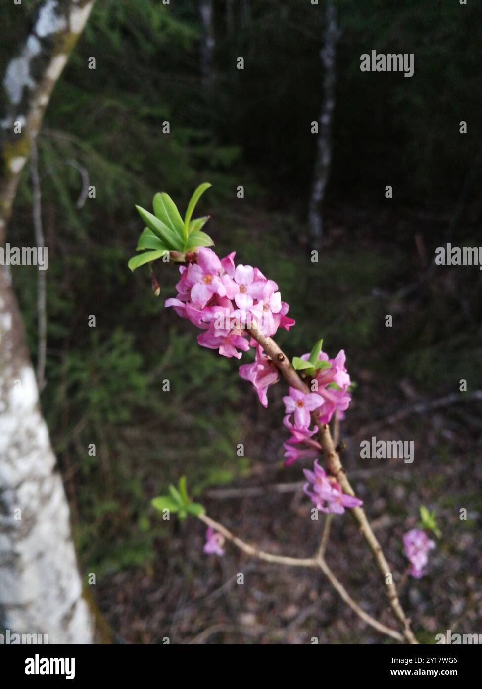 Mezereon (Daphne mezereum) Plantae Stock Photo - Alamy