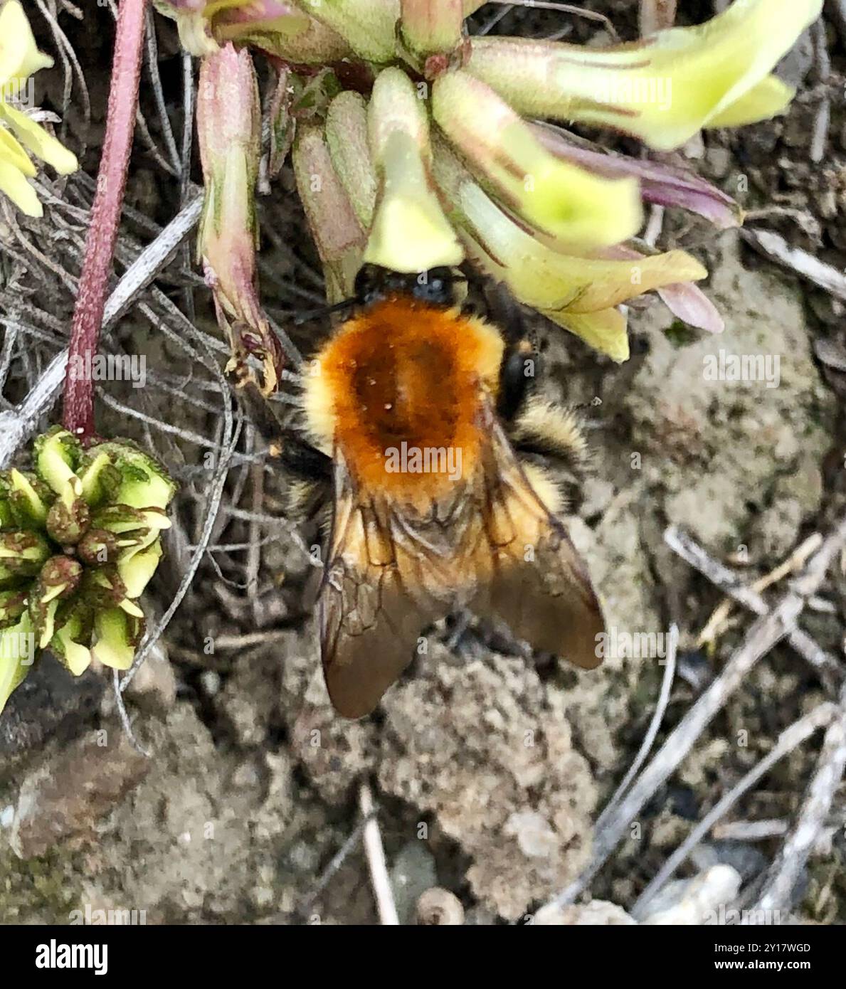 Common Carder Bumble Bee (Bombus pascuorum) Insecta Stock Photo - Alamy