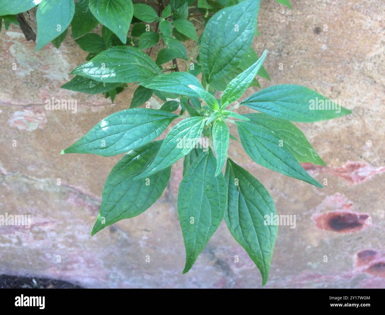 pellitory-of-the-wall (Parietaria judaica) Plantae Stock Photo - Alamy
