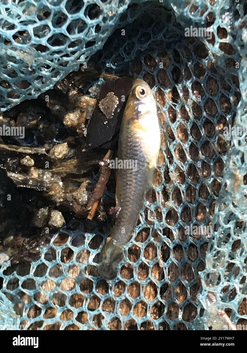 Western Mosquitofish (Gambusia affinis) Actinopterygii Stock Photo - Alamy