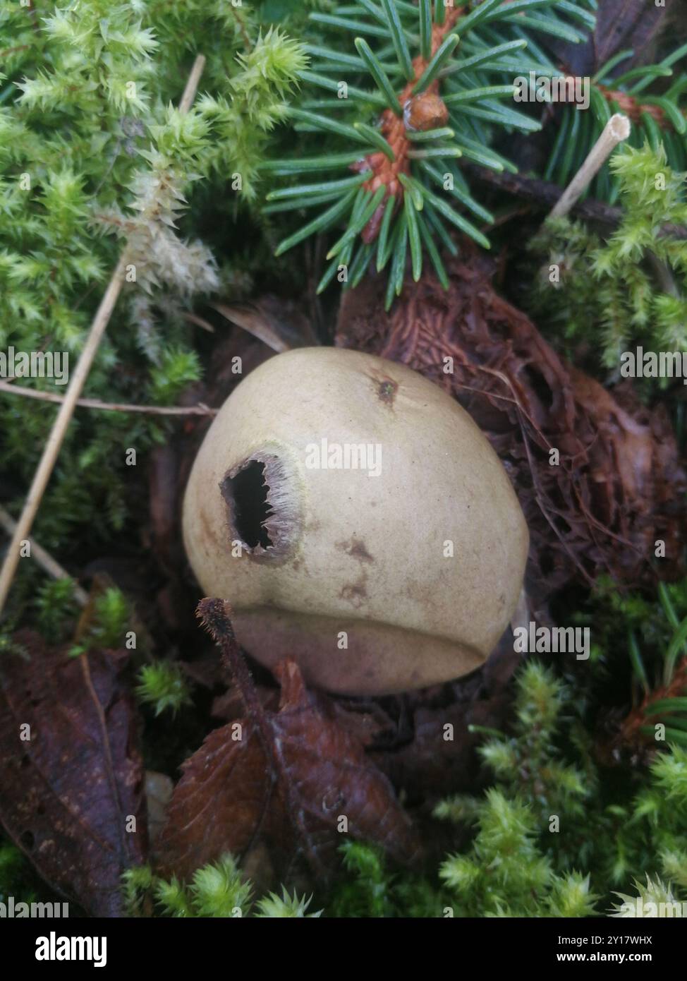puffballs (Lycoperdaceae) Fungi Stock Photo - Alamy
