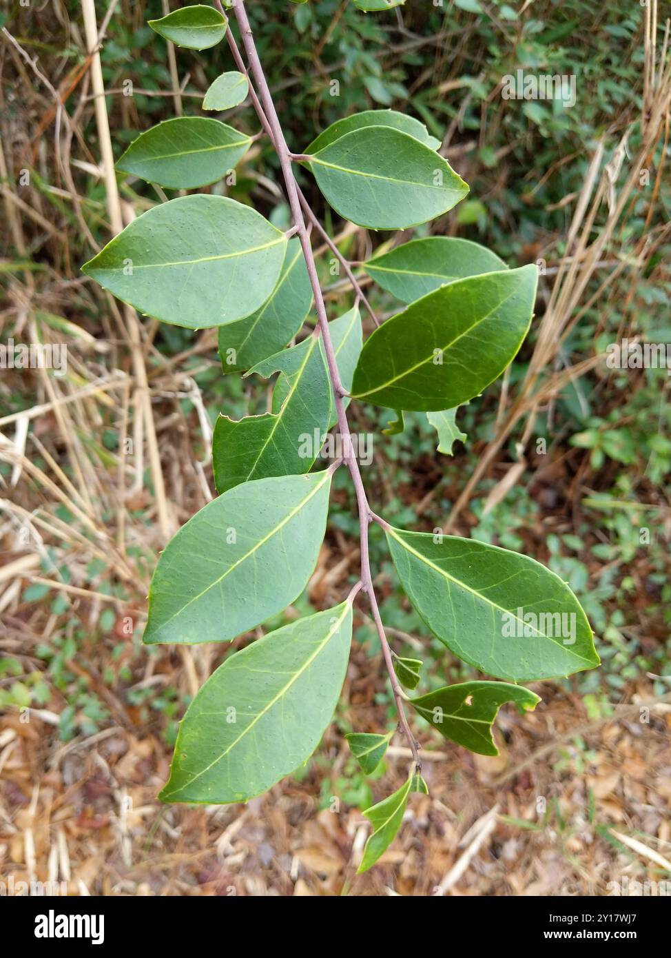 Large Gallberry (Ilex coriacea) Plantae Stock Photo - Alamy