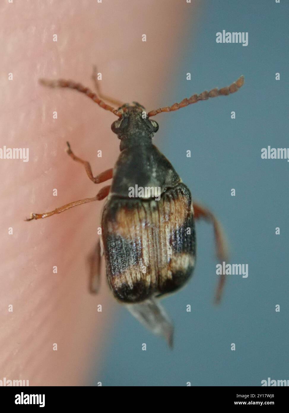 Callosobruchus maculatus hi-res stock photography and images - Alamy