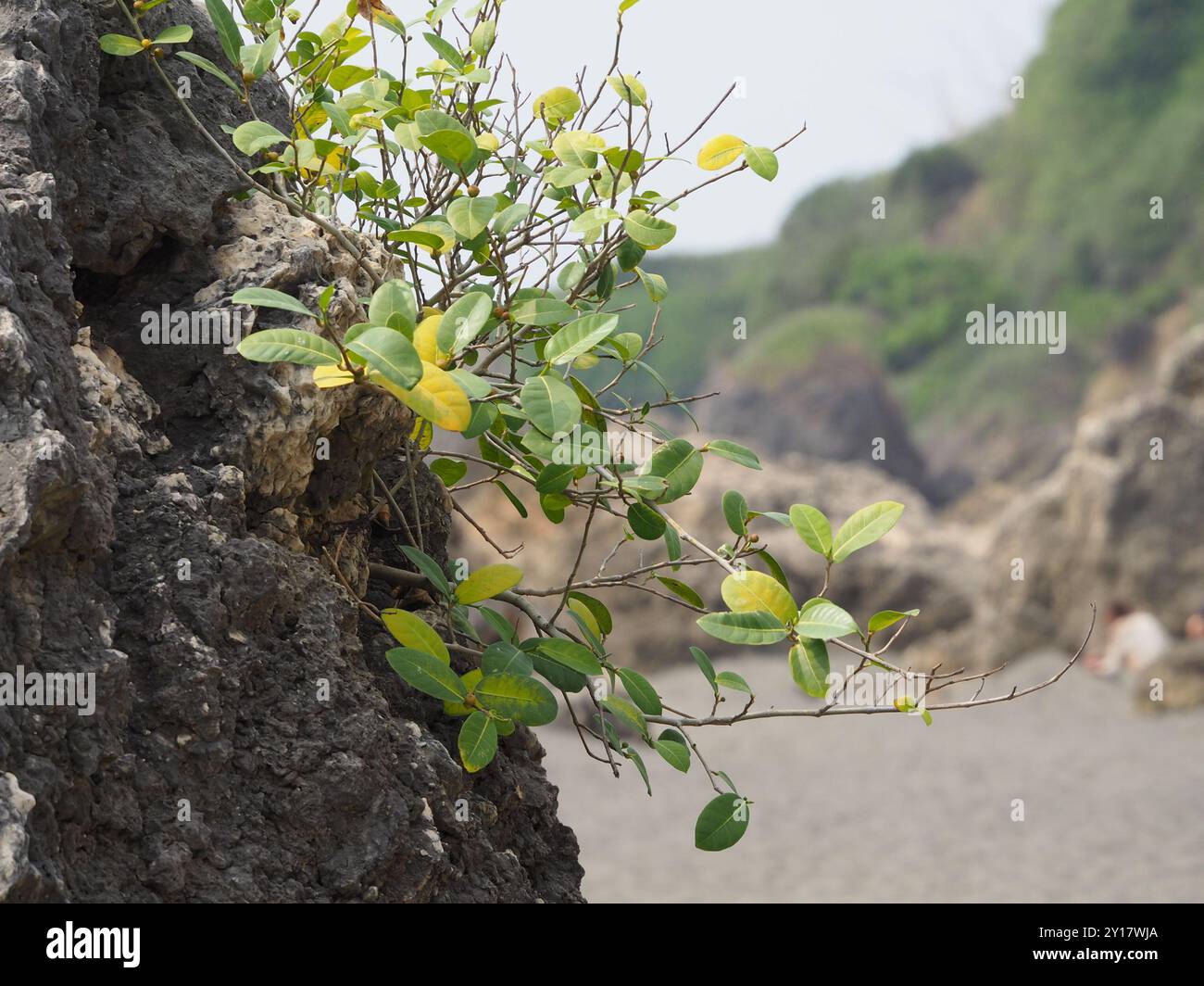 Dye fig (Ficus tinctoria) Plantae Stock Photo - Alamy