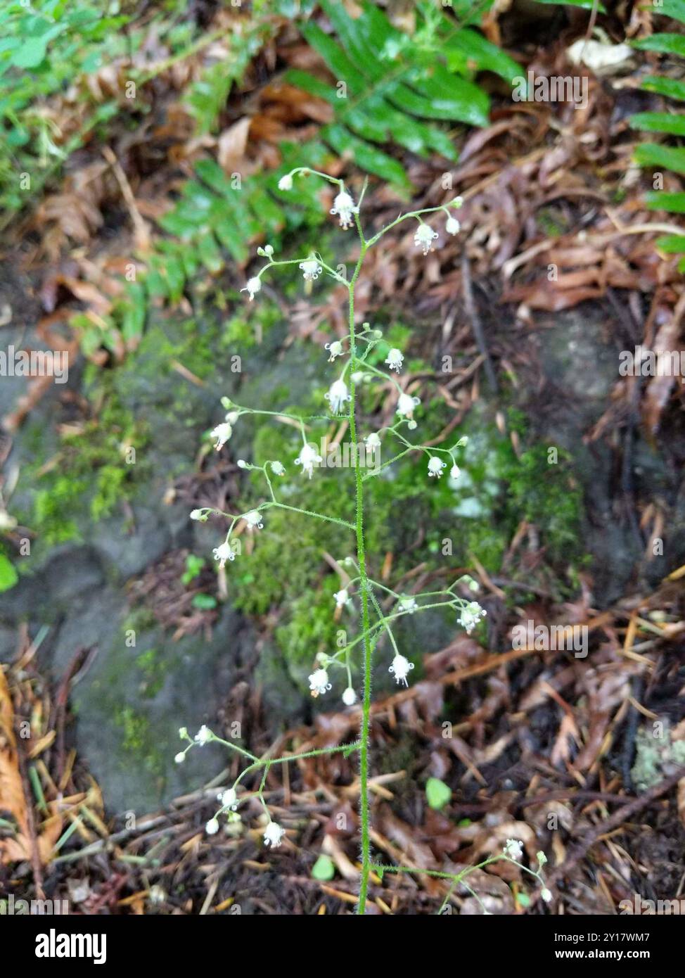 crevice alumroot (Heuchera micrantha) Plantae Stock Photo - Alamy