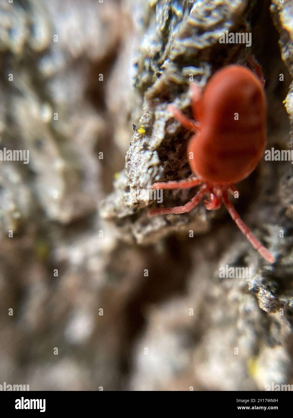 Sumo Mites (Allothrombium) Arachnida Stock Photo - Alamy