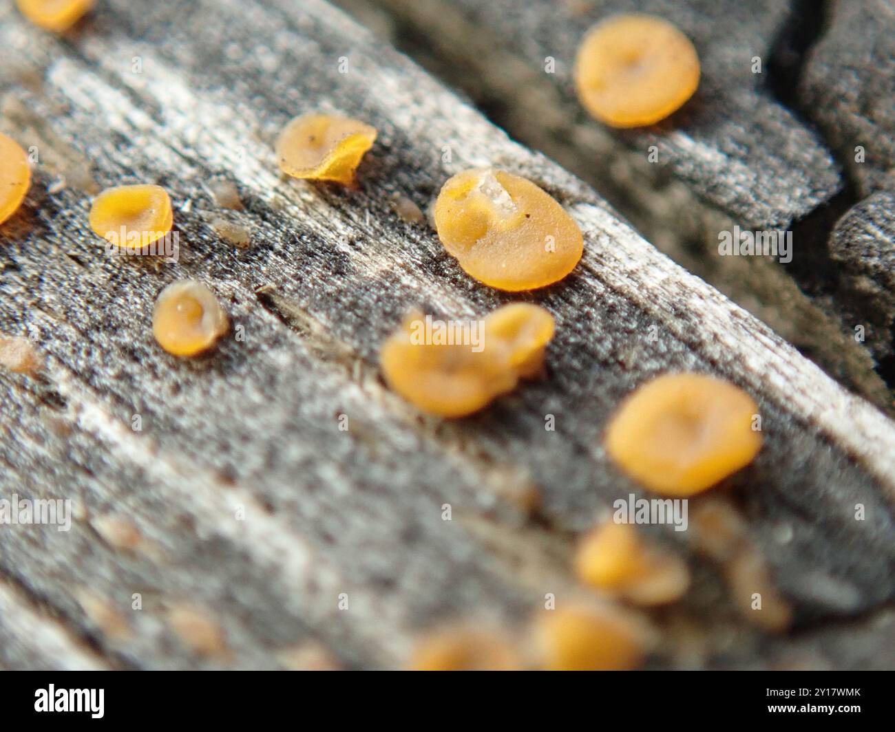 Jelly Spot Fungus (Dacrymyces stillatus) Fungi Stock Photo - Alamy