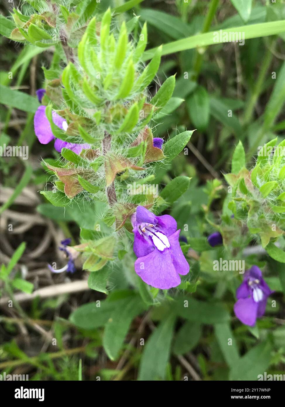 Texas Sage (Salvia texana) Plantae Stock Photo - Alamy