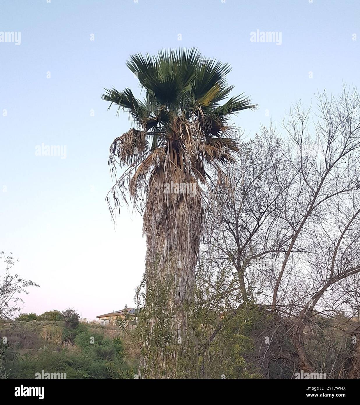 Mexican Fan Palm (Washingtonia robusta) Plantae Stock Photo - Alamy