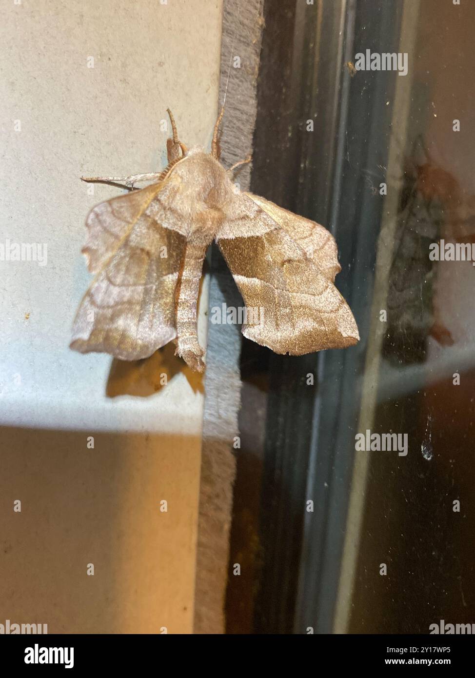 Walnut Sphinx (Amorpha juglandis) Insecta Stock Photo - Alamy