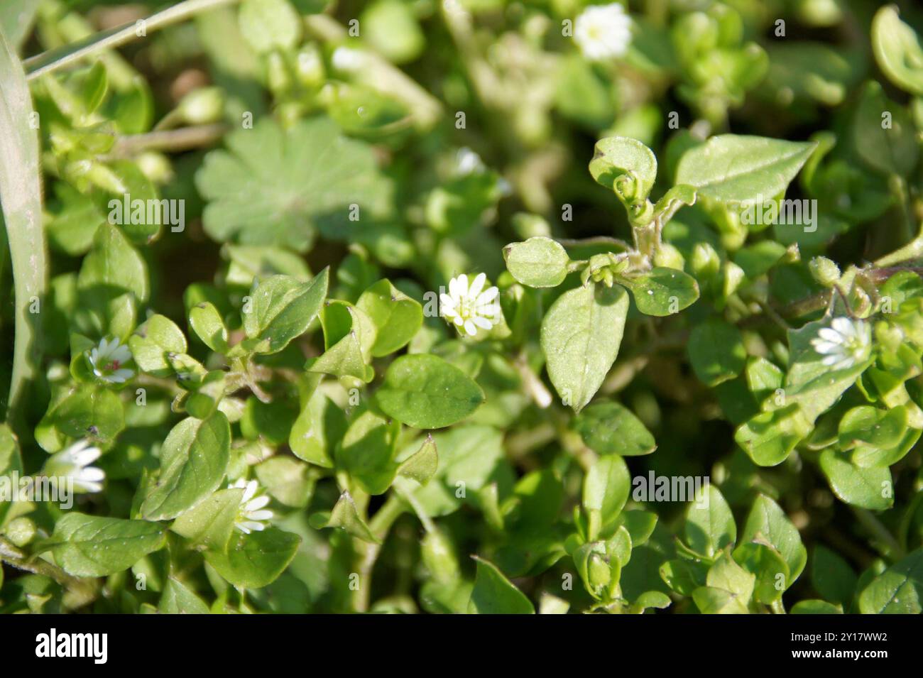 common chickweed (Stellaria media) Plantae Stock Photo - Alamy