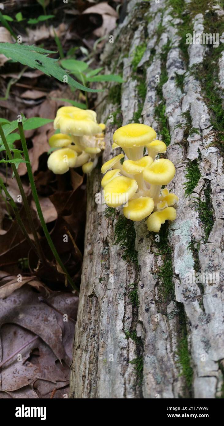 Golden Oyster Mushroom (Pleurotus citrinopileatus) Fungi Stock Photo ...
