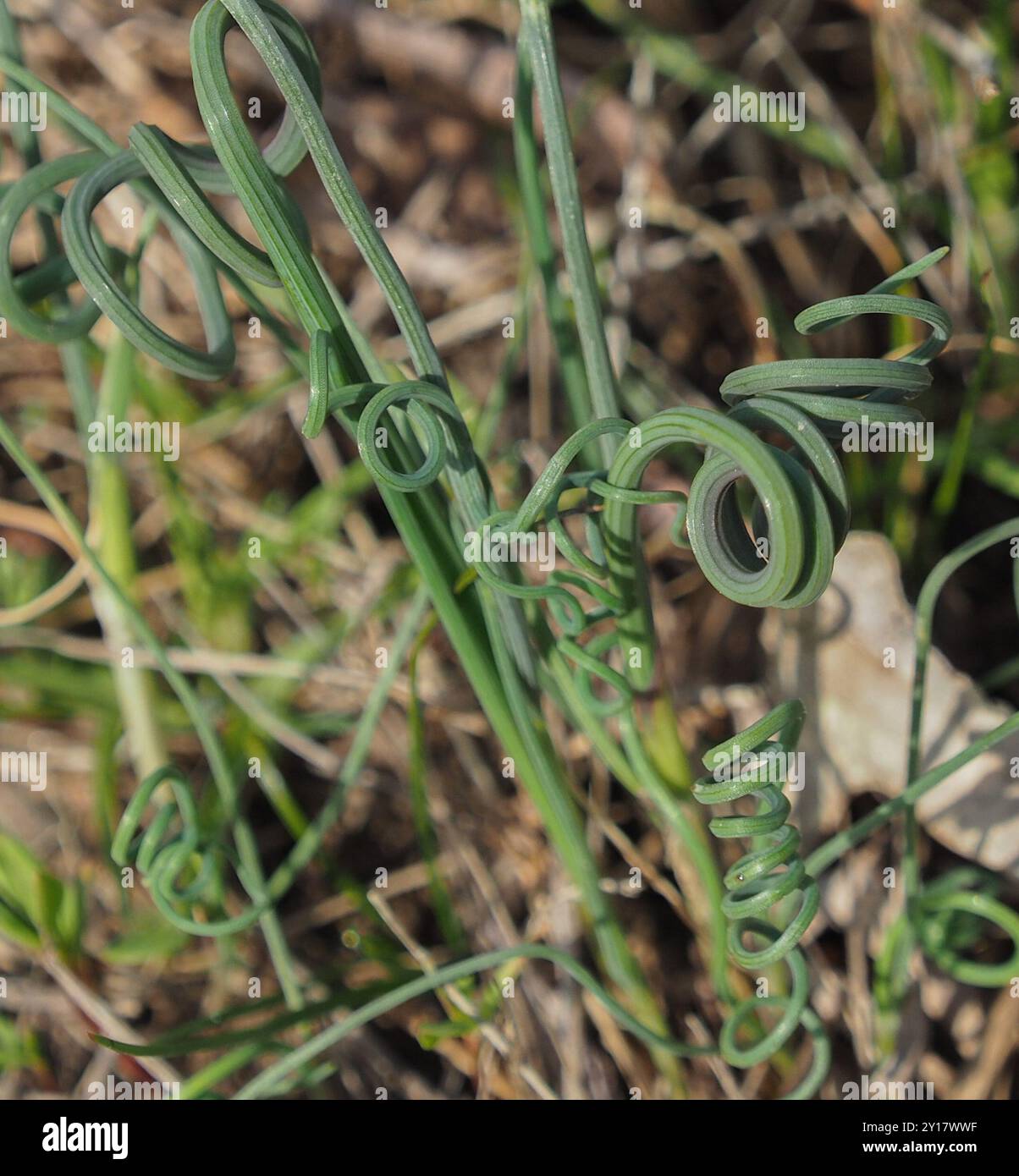 wild garlic (Allium vineale) Plantae Stock Photo - Alamy